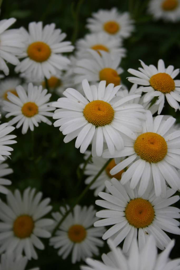November | 2009 | Minnesota Prairie Roots