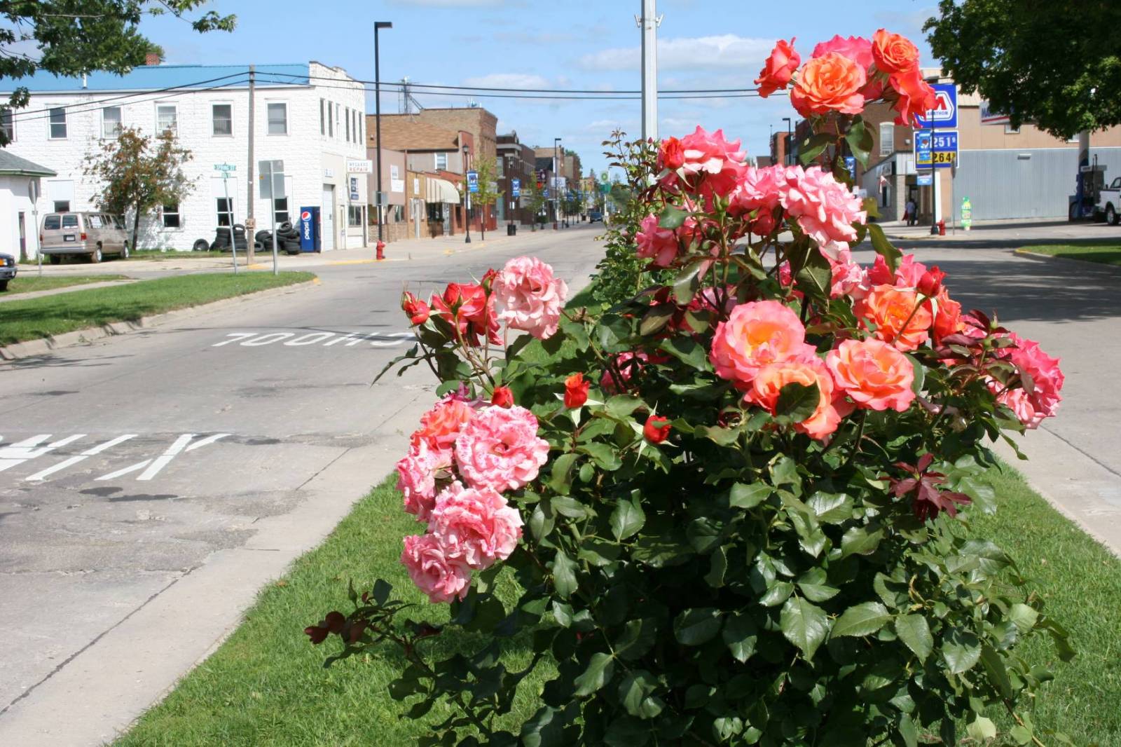 roses | Minnesota Prairie Roots