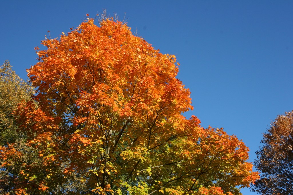 Autumn splendor in my Minnesota backyard | Minnesota Prairie Roots