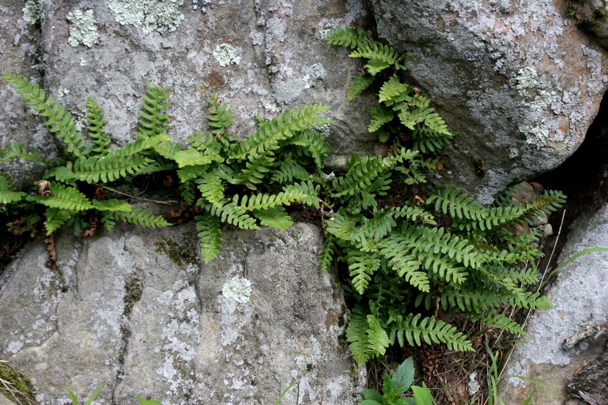 the prairie | Minnesota Prairie Roots