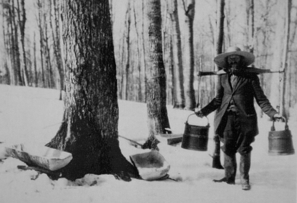 Lessons in gathering sap & making maple syrup on a summery day ...