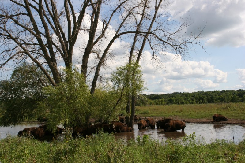 Mingling with the bison in Minnesota | Minnesota Prairie Roots