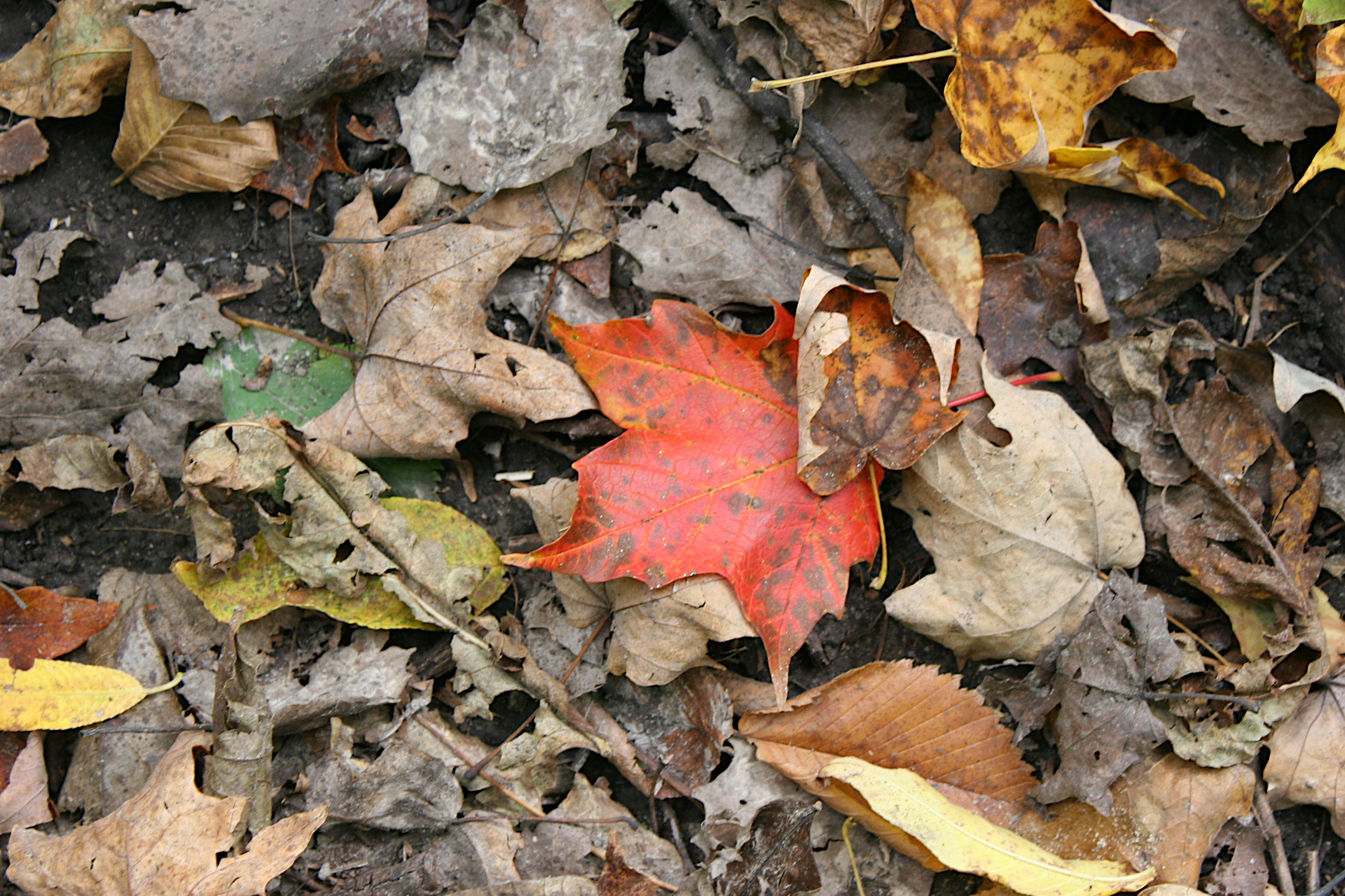 More than a fall hike at Falls Creek Park | Minnesota Prairie Roots