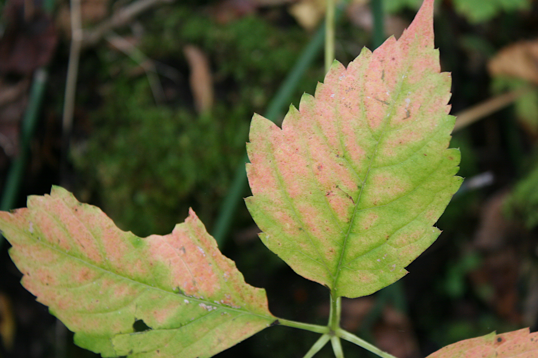 More than a fall hike at Falls Creek Park | Minnesota Prairie Roots