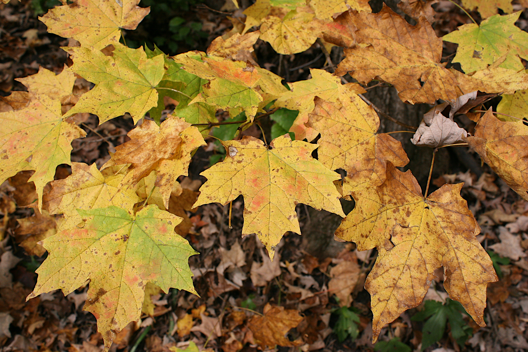 More than a fall hike at Falls Creek Park | Minnesota Prairie Roots