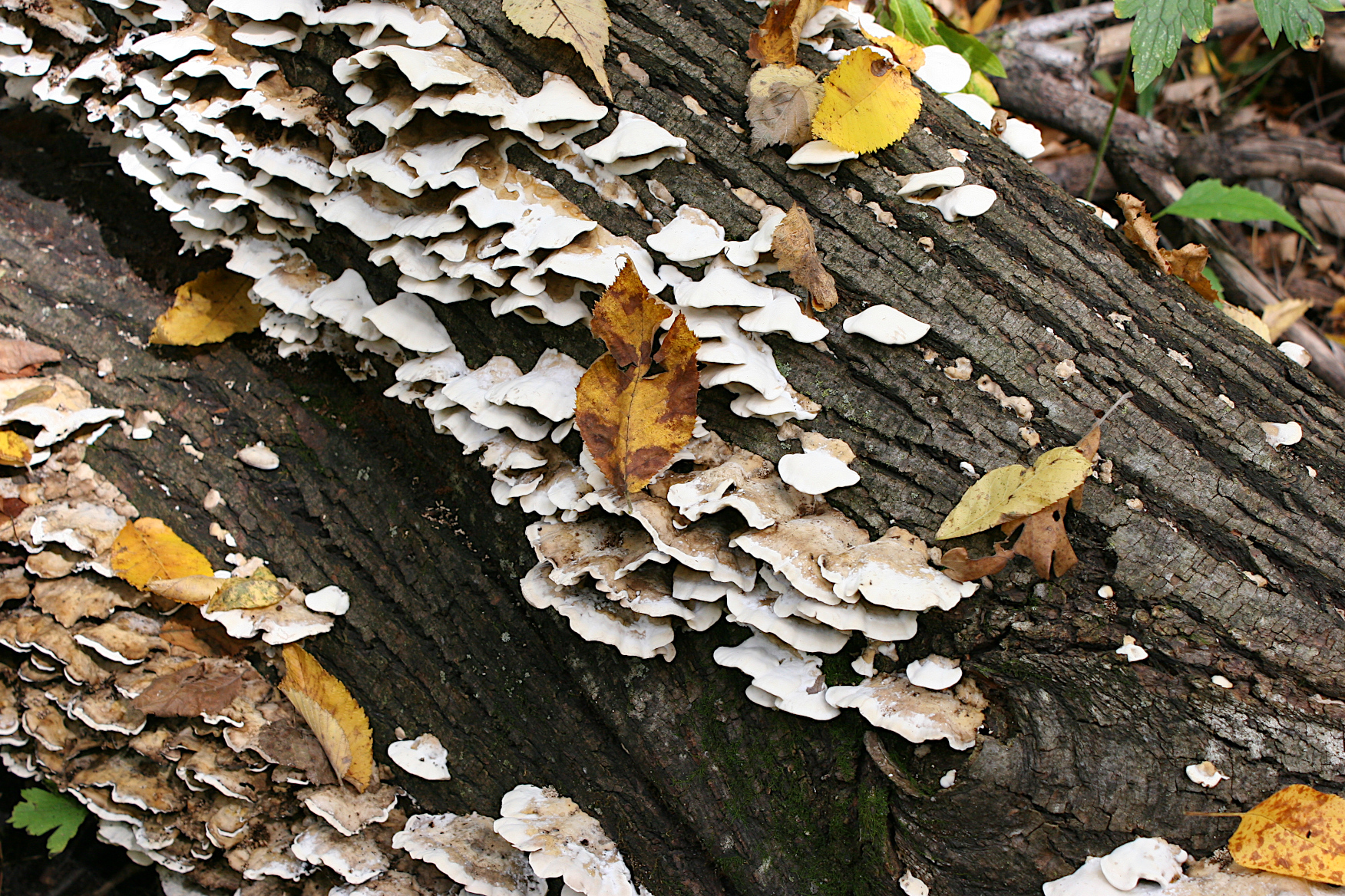 More than a fall hike at Falls Creek Park | Minnesota Prairie Roots