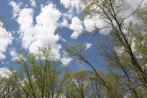 Minnesota Prairie Roots | Writing and photography by Audrey Kletscher ...