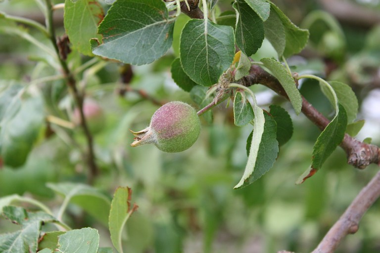 peonies | Minnesota Prairie Roots