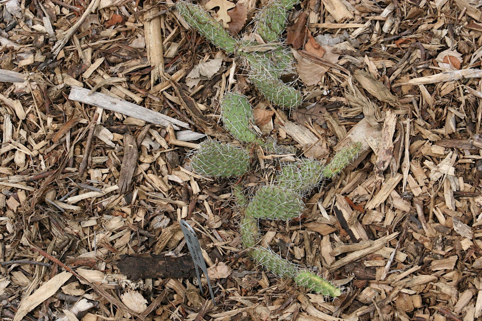 gardening | Minnesota Prairie Roots | Page 2