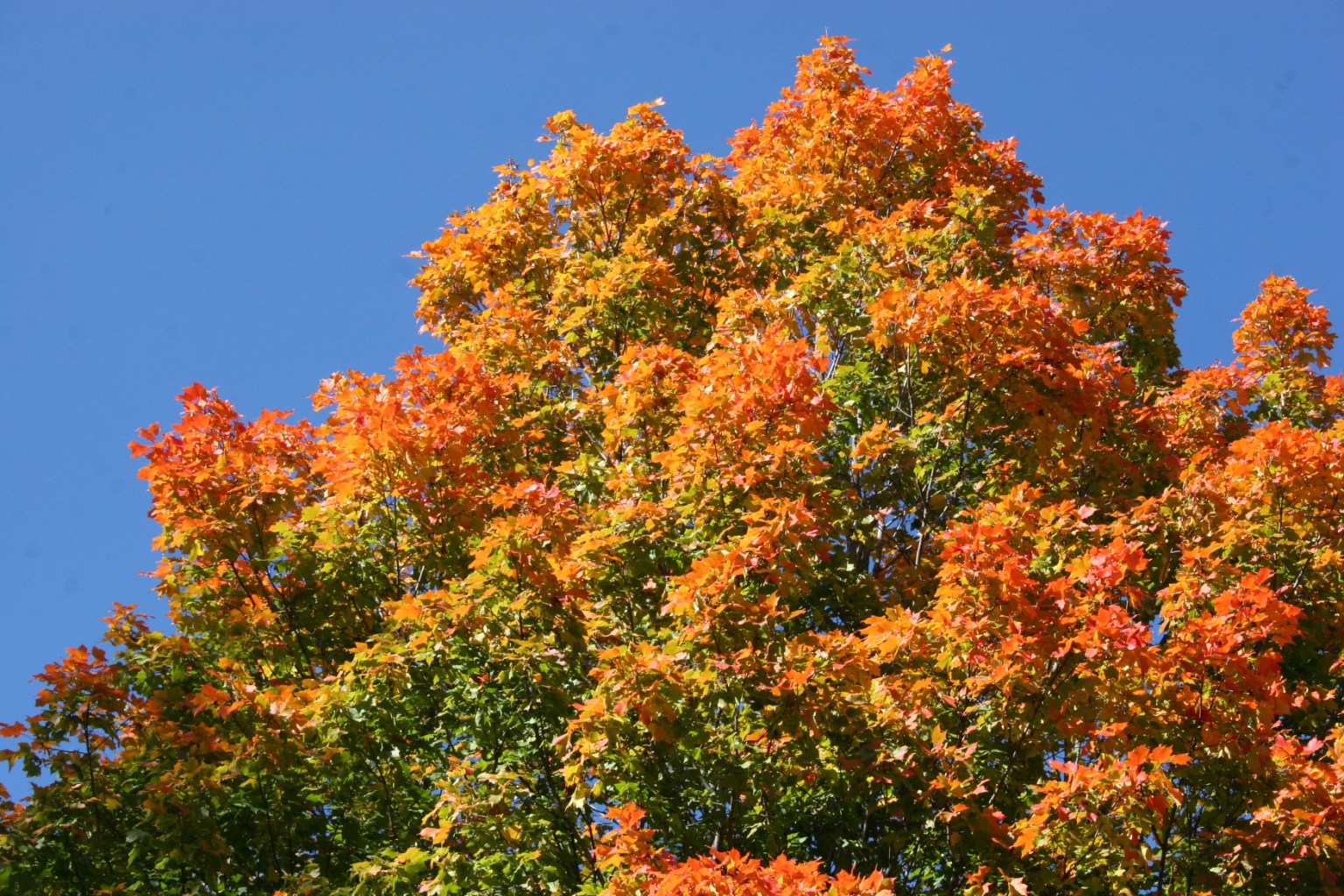 barns | Minnesota Prairie Roots