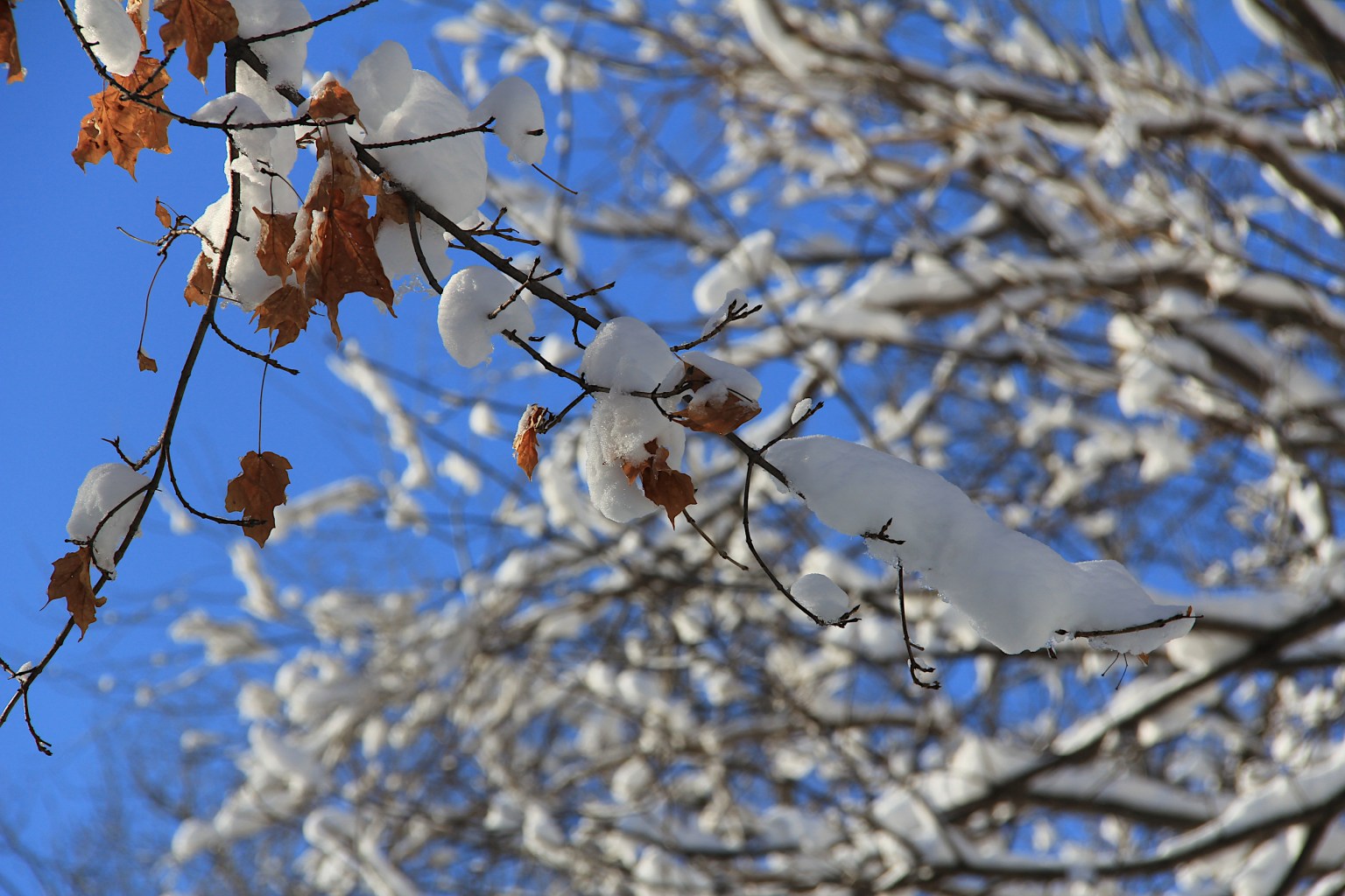 cold | Minnesota Prairie Roots