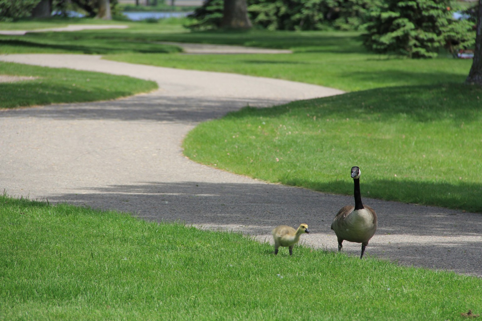 spring | Minnesota Prairie Roots