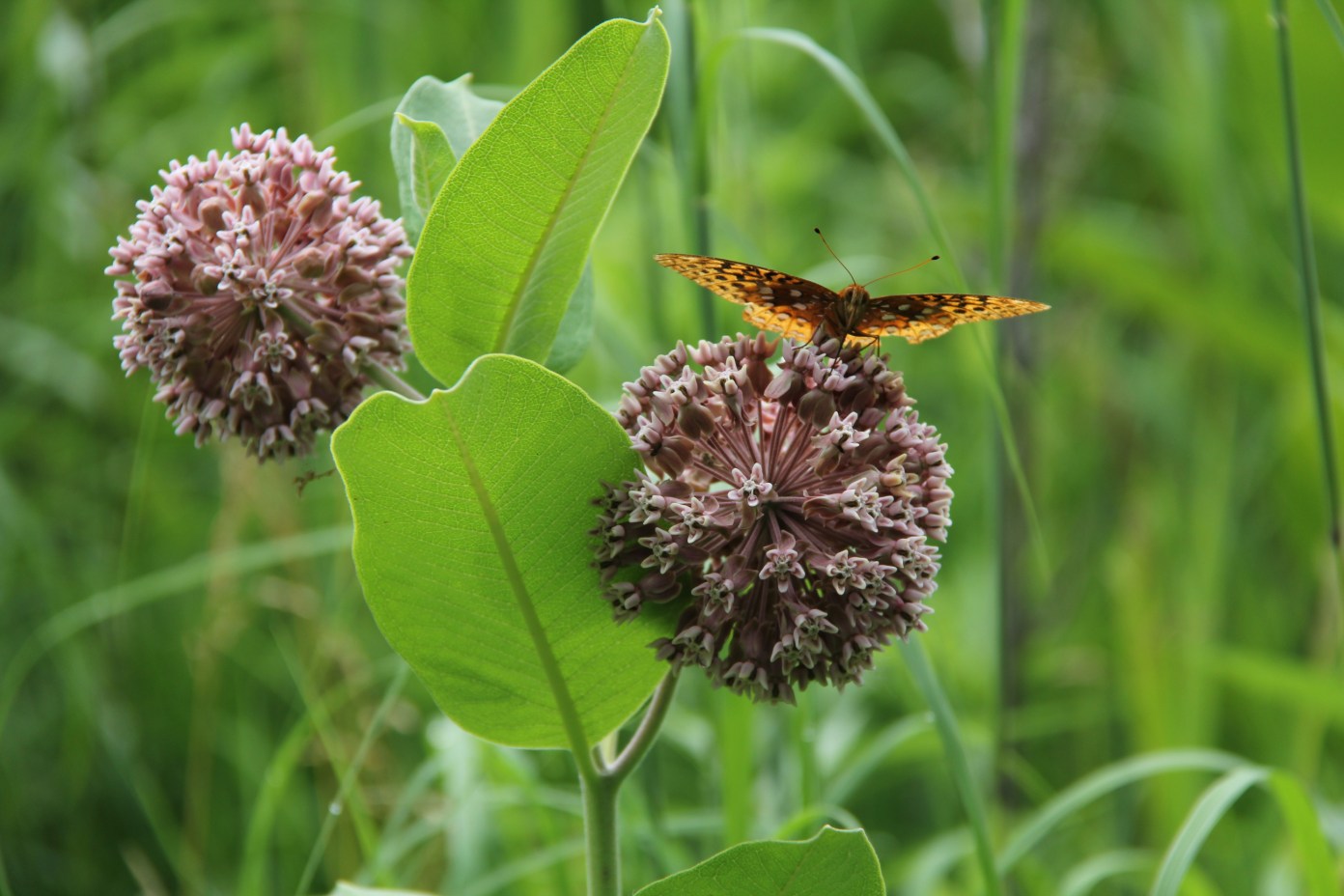 summer | Minnesota Prairie Roots
