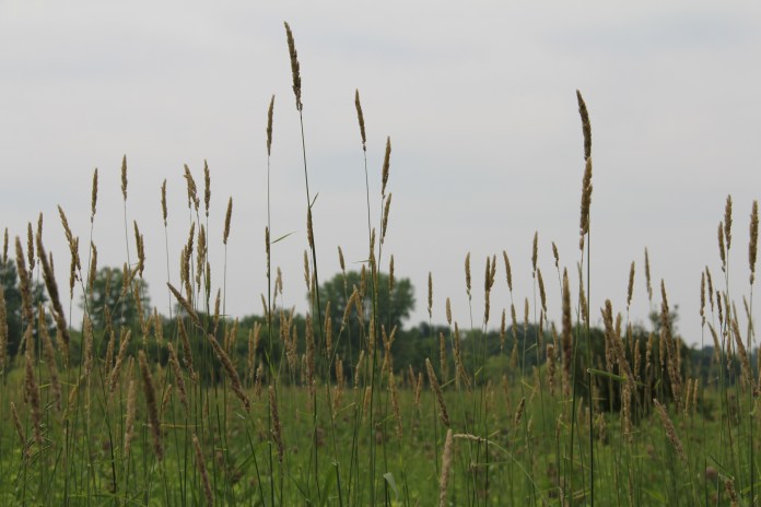 summer | Minnesota Prairie Roots
