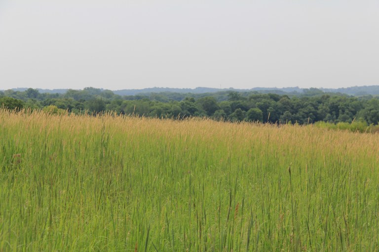 summer | Minnesota Prairie Roots