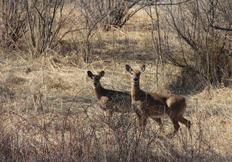 spring | Minnesota Prairie Roots