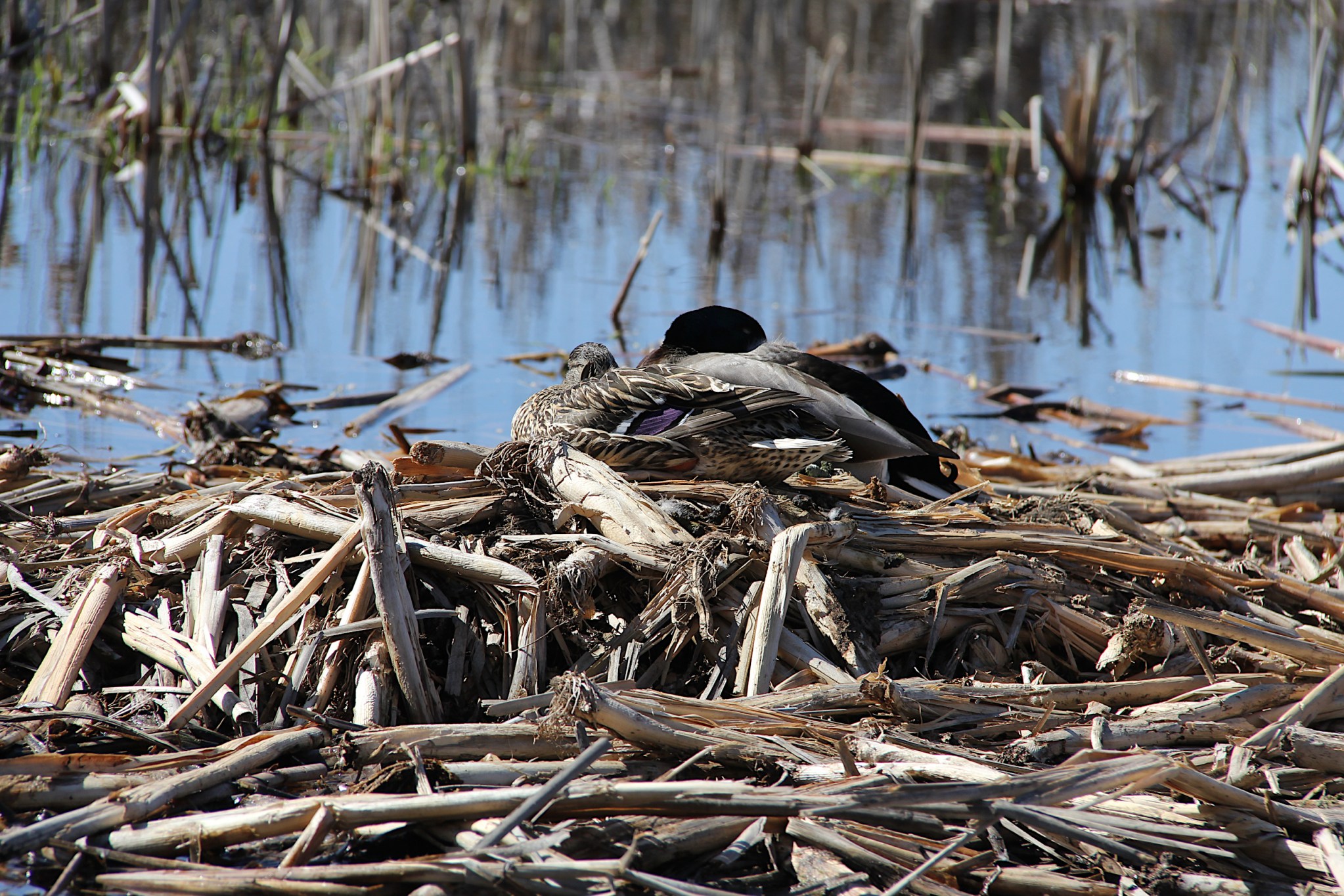 spring | Minnesota Prairie Roots