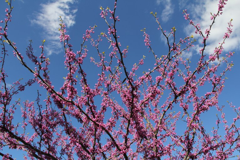 color | Minnesota Prairie Roots