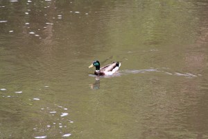 Minnesota Prairie Roots | Writing and photography by Audrey Kletscher ...