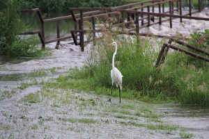 Minnesota Prairie Roots | Writing and photography by Audrey Kletscher ...