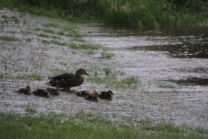 Minnesota Prairie Roots | Writing and photography by Audrey Kletscher ...