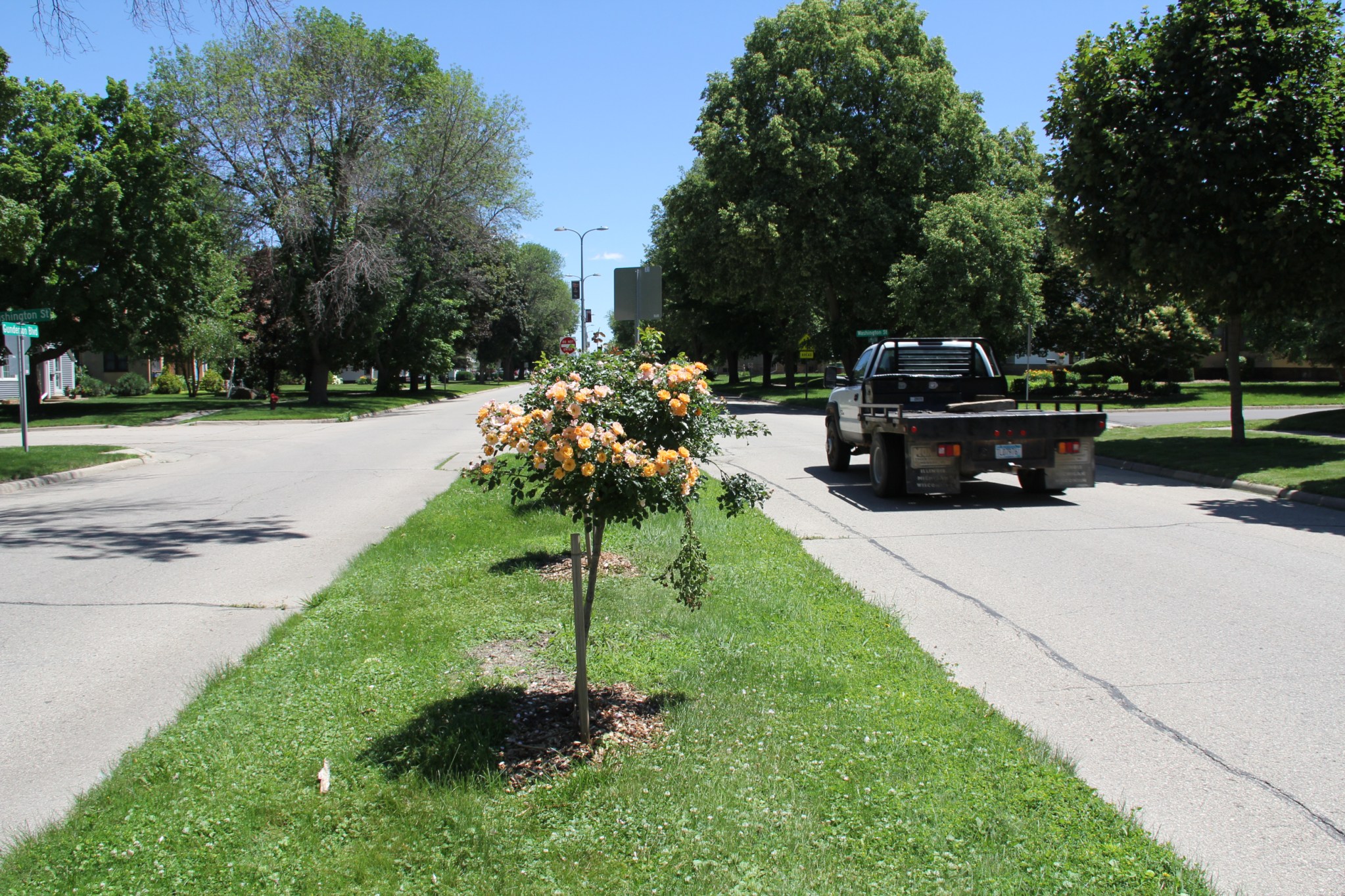 roses | Minnesota Prairie Roots