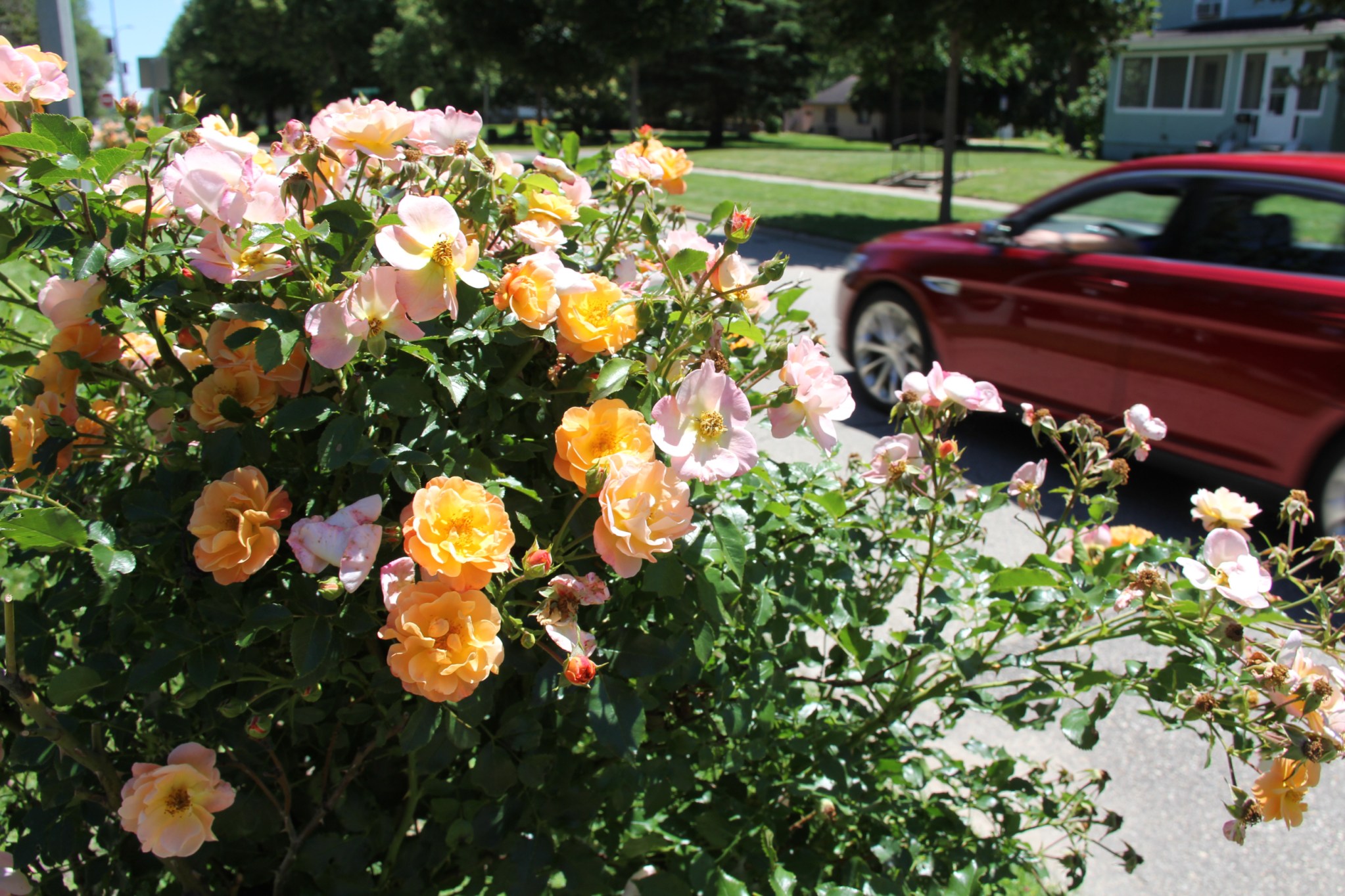 roses | Minnesota Prairie Roots