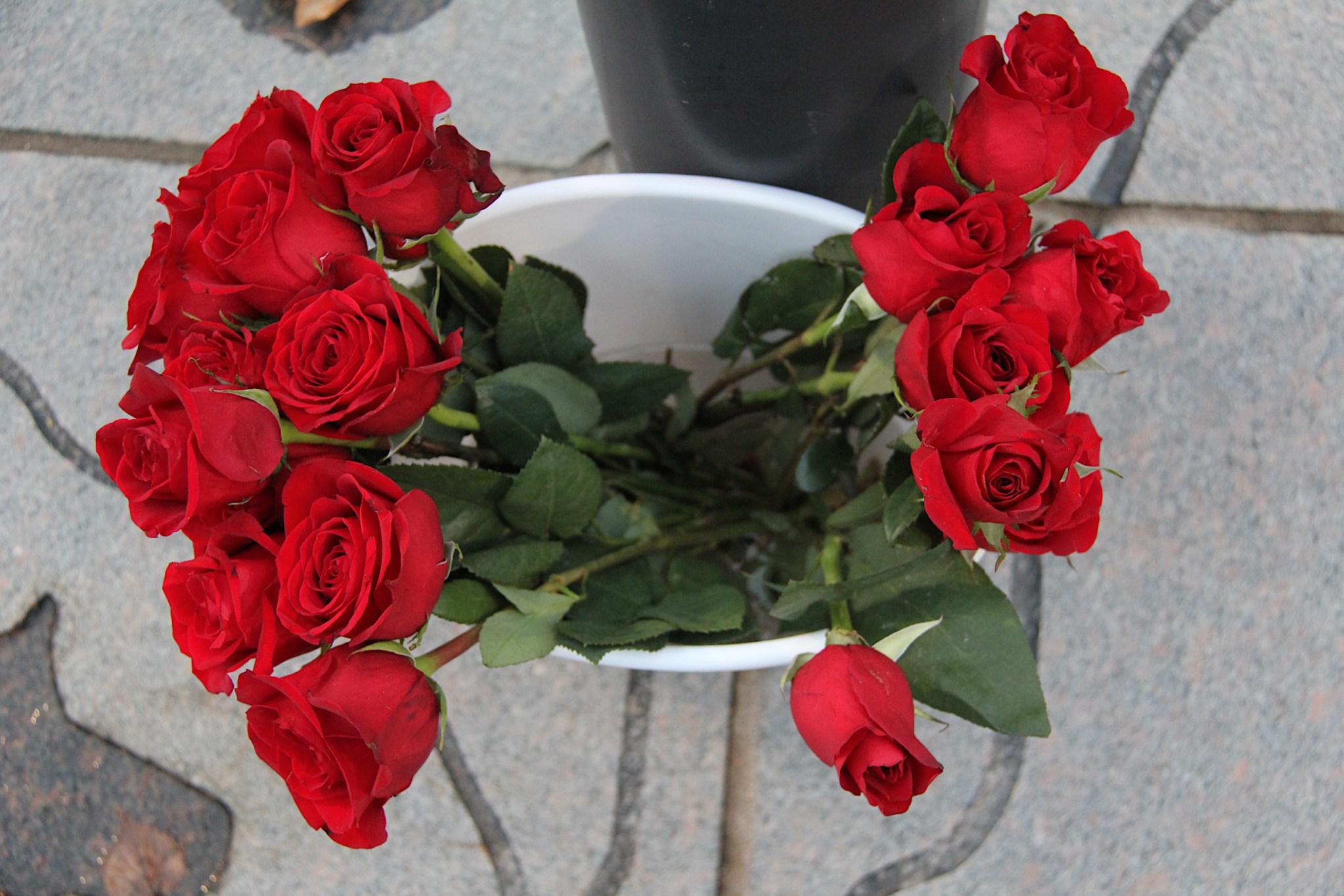 Minnesota Prairie Roots | Writing and photography by Audrey Kletscher ...