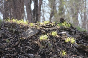 Minnesota Prairie Roots | Writing and photography by Audrey Kletscher ...